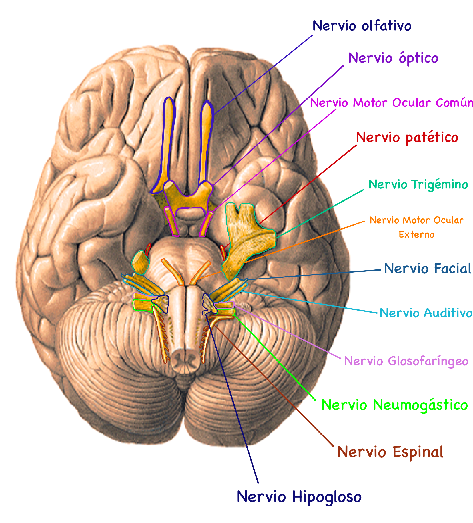 Pares Craneales 1 Nervio Olfativo I 2 Nervio Ptico Electron J Biomed